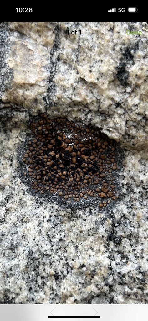 Fungi Including Lichens from Boise National Forest, Cascade, ID, US on ...