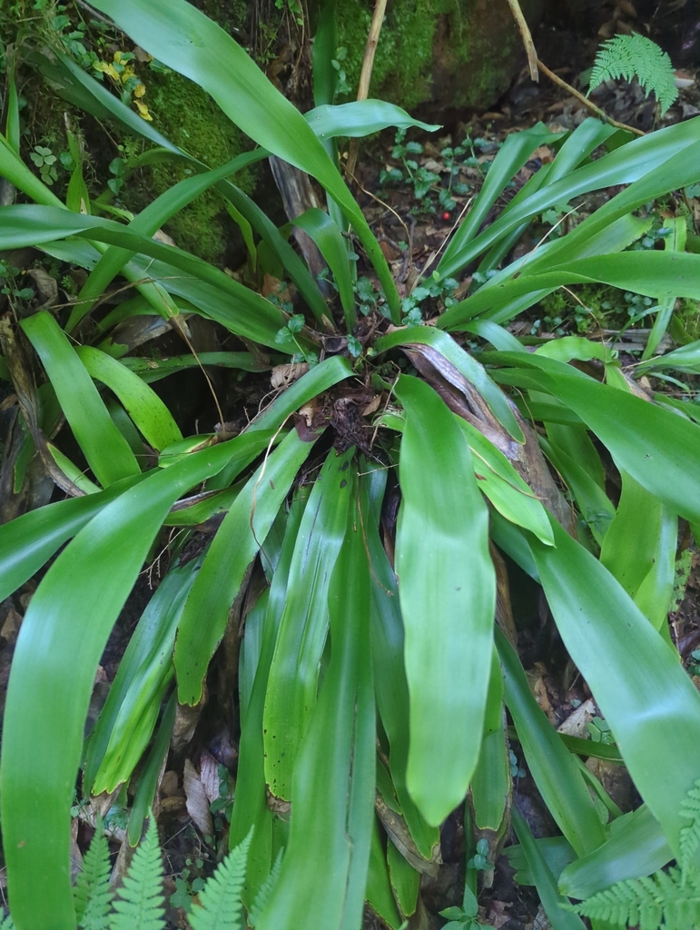 Fraser's Sedge from Cocke County, Great Smoky Mountains National Park ...
