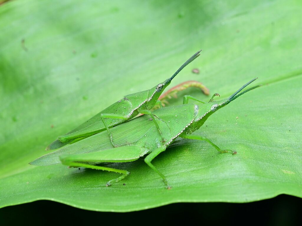 Atractomorpha yunnanensis from 中国云南省西双版纳傣族自治州勐腊县 on July 18, 2023 at 09 ...
