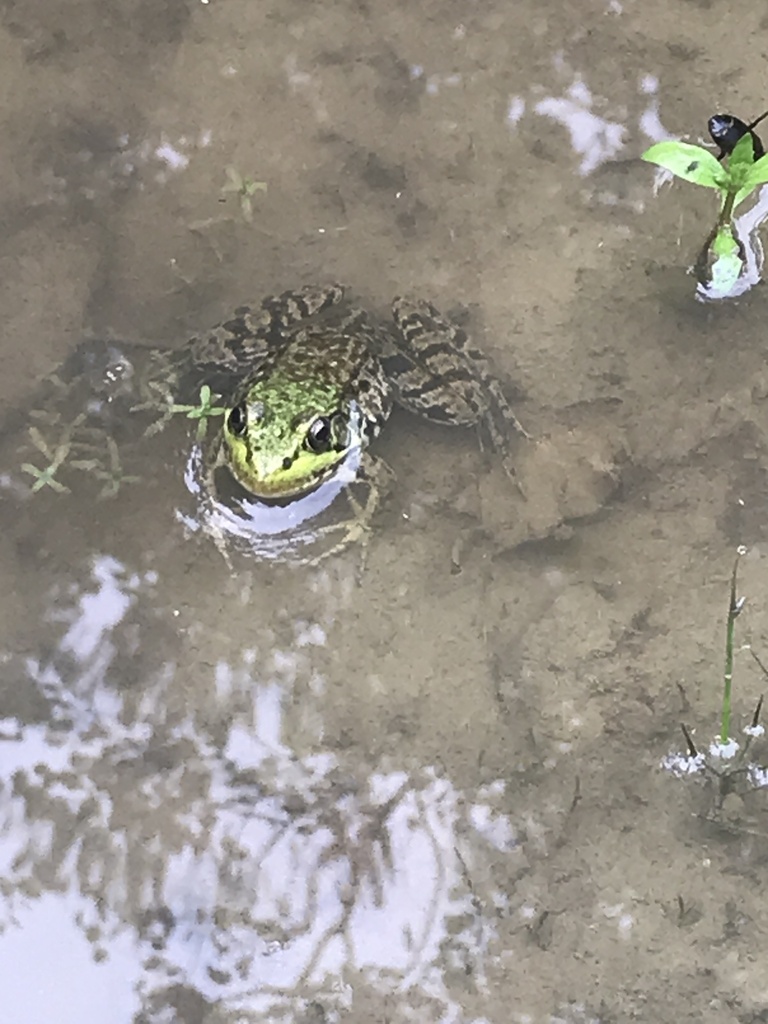 American Water Frogs from Franklin County, US-ME, US on June 30, 2021 ...