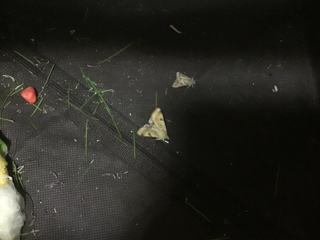 The Bordered Straw from Umm Slal, Umm Slal, Baladiyat Umm Salal, QA on ...