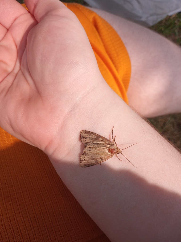 Wood-colored Apamea Moth from Big Lake, MN, USA on July 23, 2023 at 03: ...