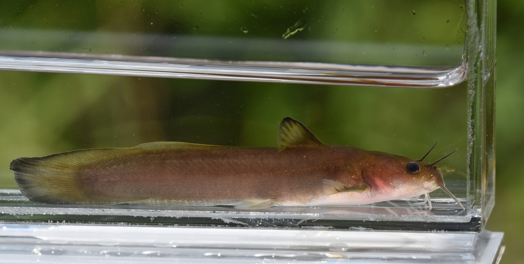 Margined madtom from Lanark County, ON, Canada on July 23, 2023 at 08: ...