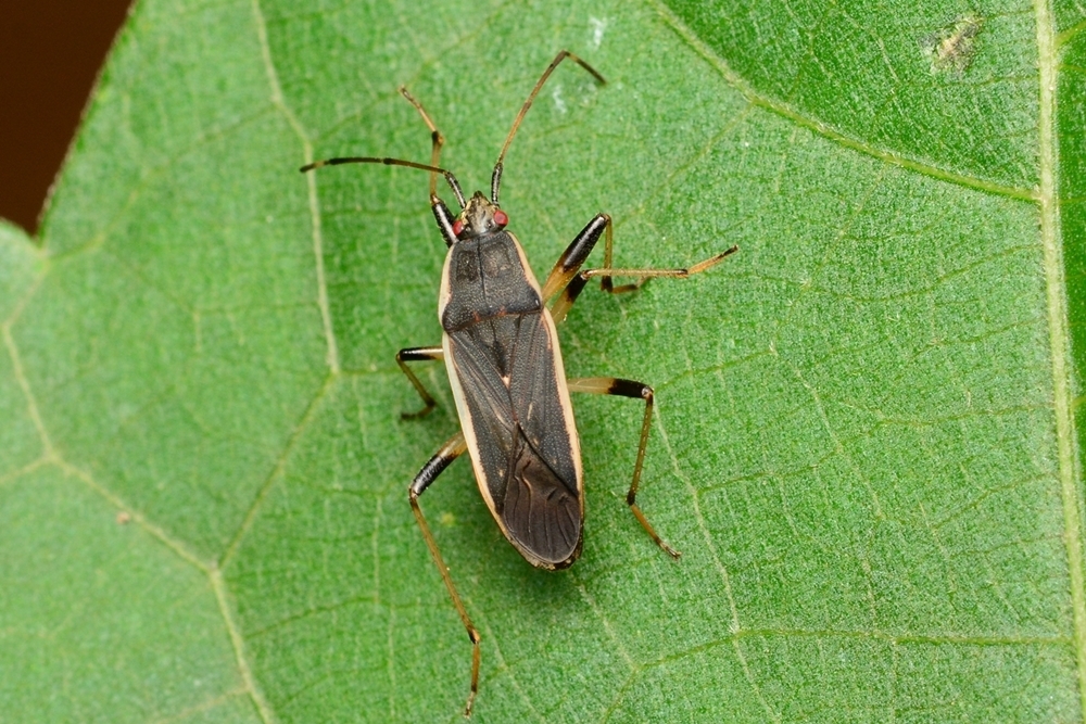Dieuches uniformis from Andeok-myeon, Seogwipo-si, Jeju-do, South Korea ...