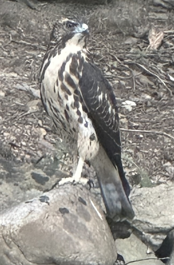 Broad-winged Hawk from Hollowell Ave SW, Roanoke, VA, US on July 24 ...