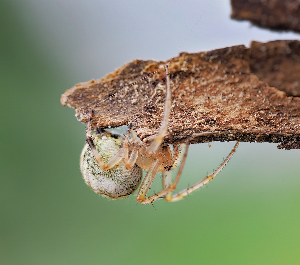 Butterfly Orbweaver from 1111 Clark County, OH, USA on July 24, 2023 at ...