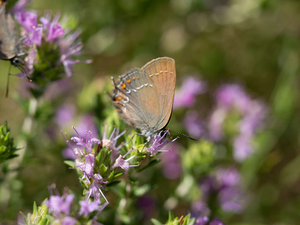 Ilex Hairstreak from Ionian Islands, Greece on June 11, 2022 at 10:51 ...