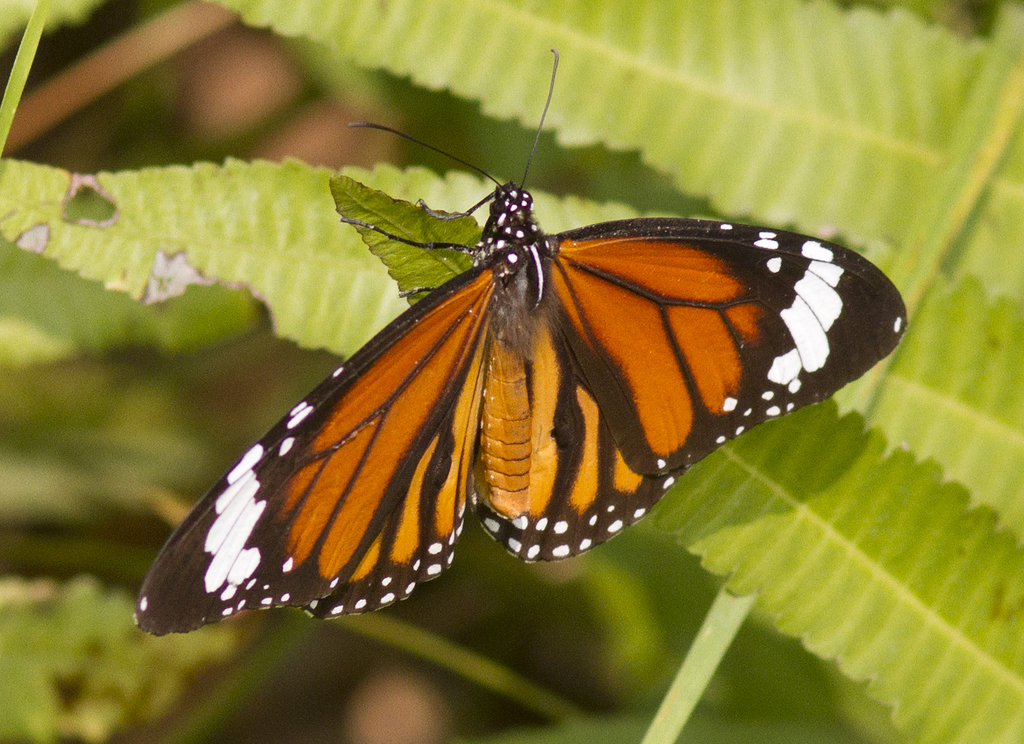 Common Tiger Butterfly from Dhangarhi, Farwest, Nepal on December 02 ...