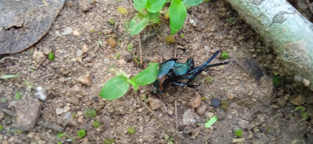 Scarabaeiform Beetles from Santa María Huatulco, Oax., México on July 5 ...