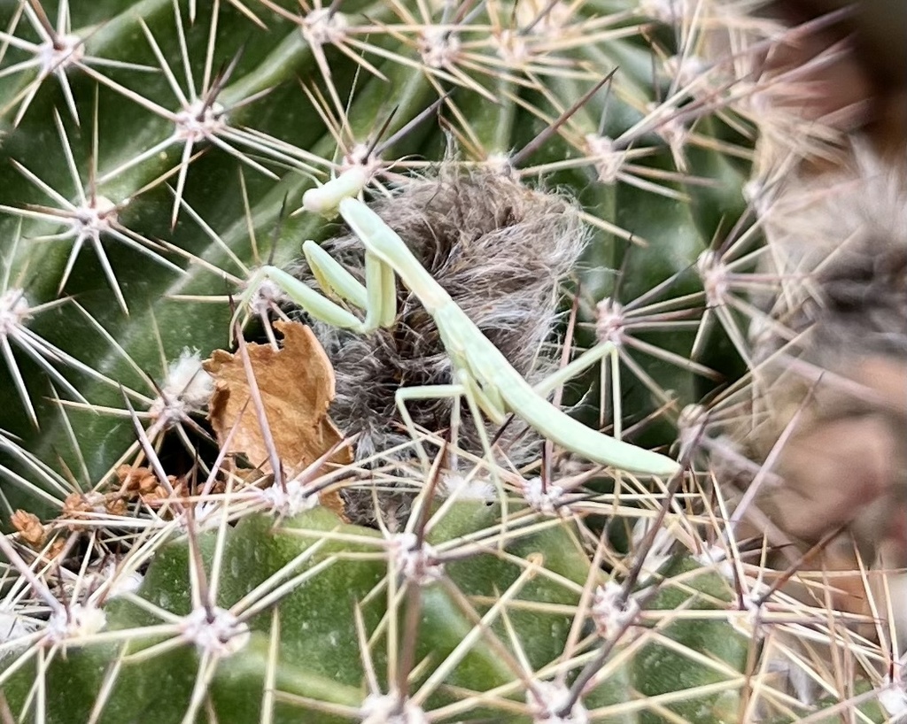 Mediterranean Mantis from E Waters Edge Pl, Tucson, AZ, US on July 24 ...