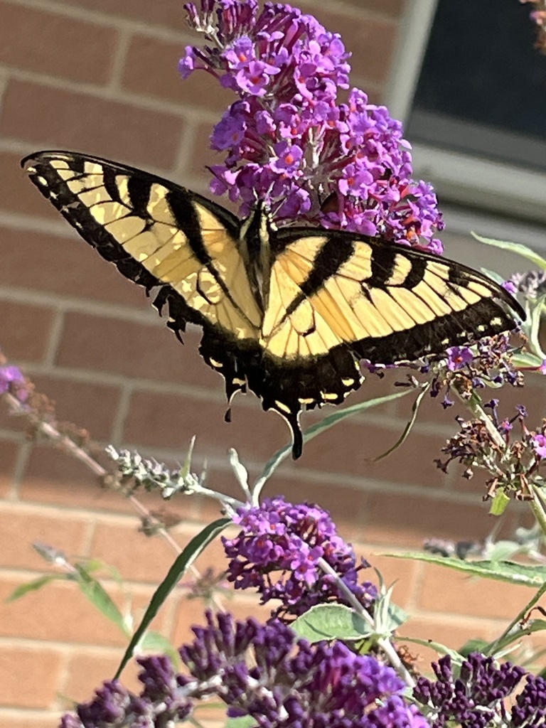 Eastern Tiger Swallowtail from Mowbray Rd, Akron, OH, US on July 24 ...