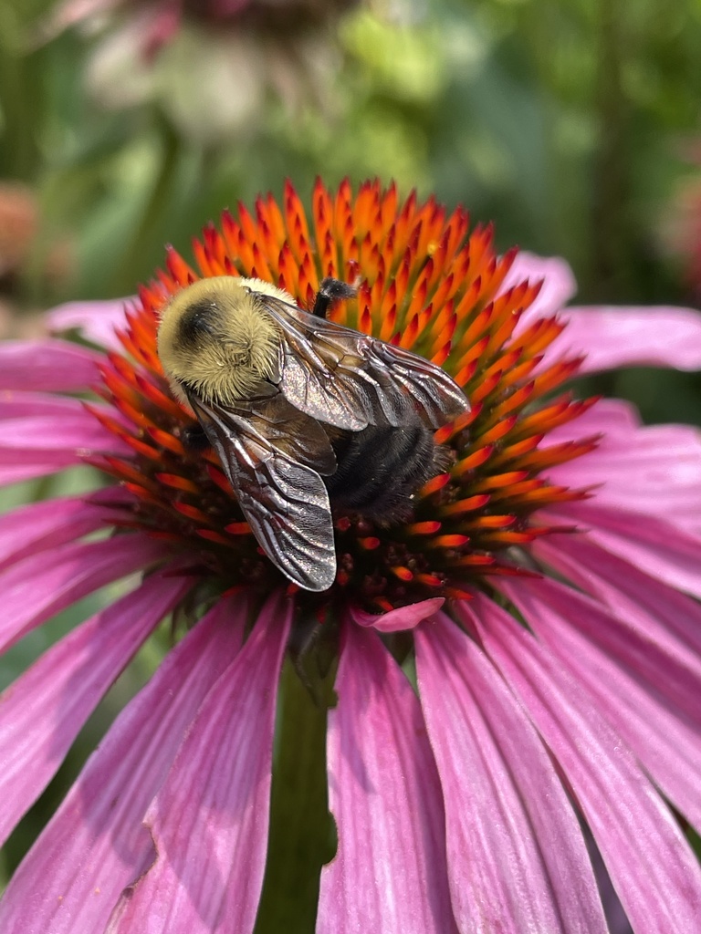 Brown-belted Bumble Bee from W Giddings St, Chicago, IL, US on July 24 ...