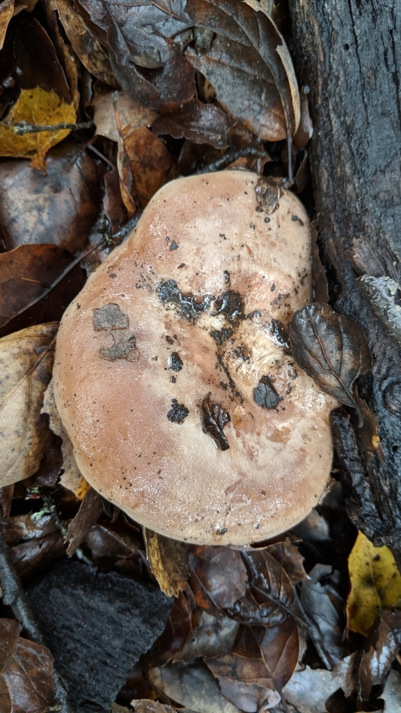 Giant Gray Milk Cap in January 2019 by Michelle C. Torres-Grant ...