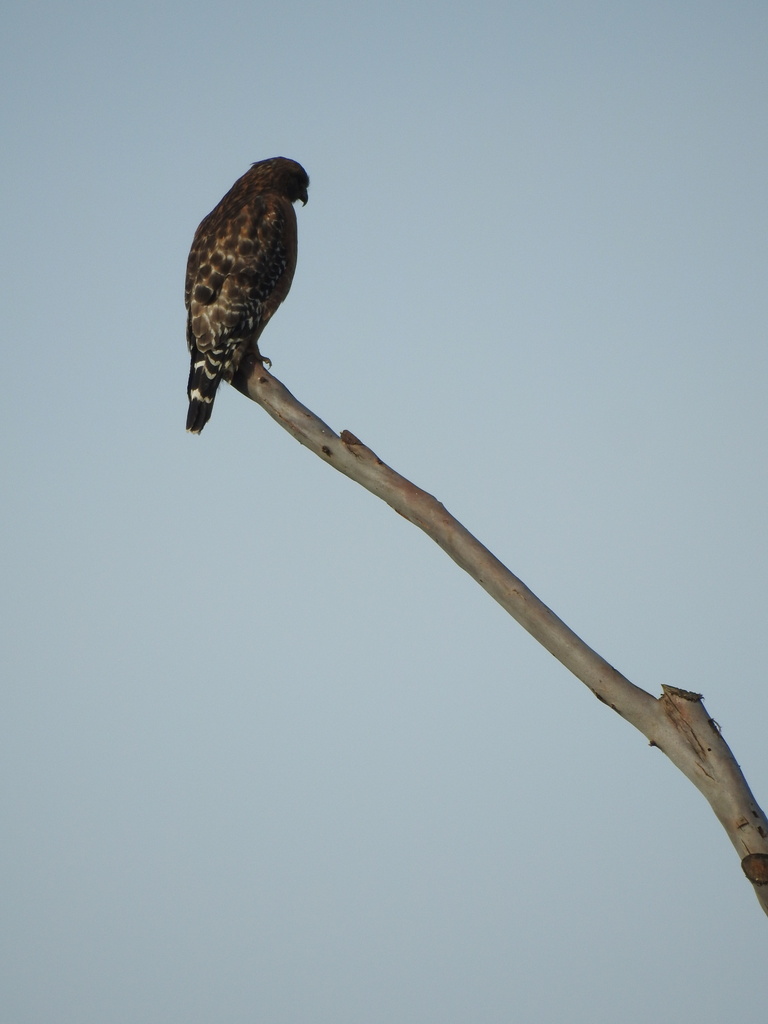 Red-shouldered Hawk from Pearson-Arastradero Preserve, Palo Alto, CA ...