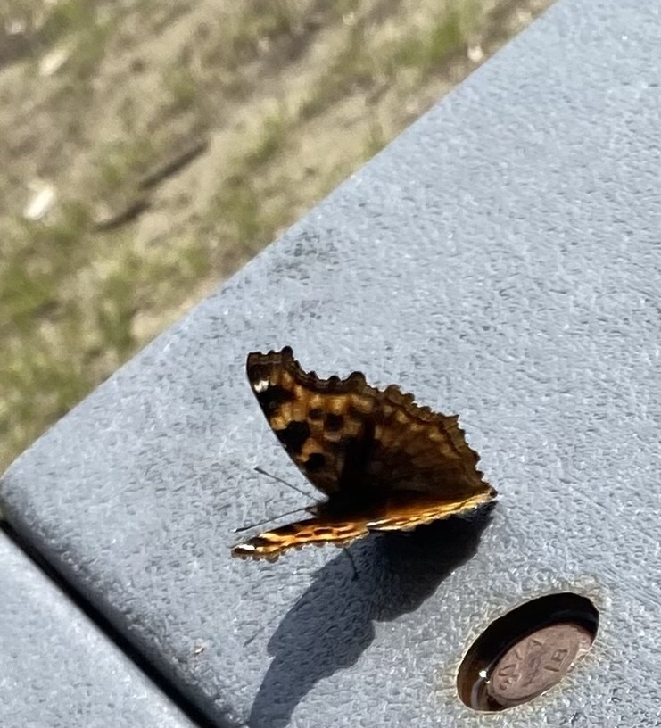 Compton Tortoiseshell from Fraser-Fort George, CA-BC, CA on July 23 ...