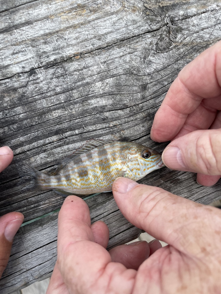 Pigfish from North Atlantic Ocean, SC, US on July 24, 2023 at 02:25 PM ...