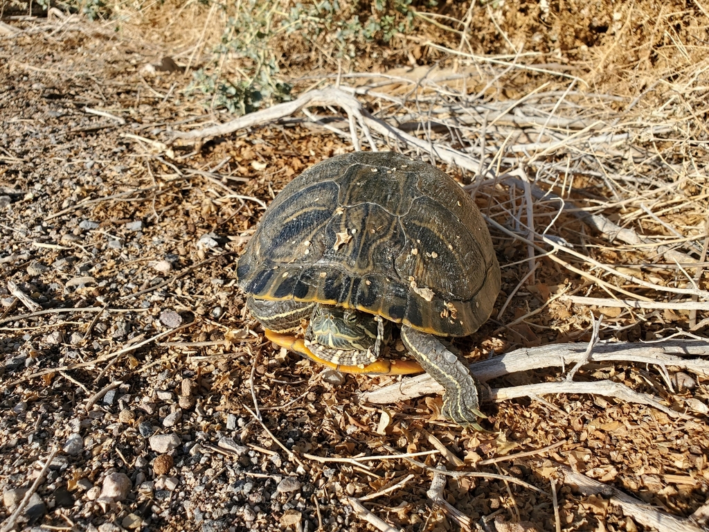 Pond and Box Turtles from Henderson Bird Viewing Preserve on July 24 ...
