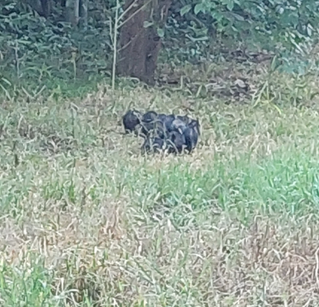 Wild Boar from Iron Range QLD 4892, Australia on July 22, 2023 at 07:35 ...