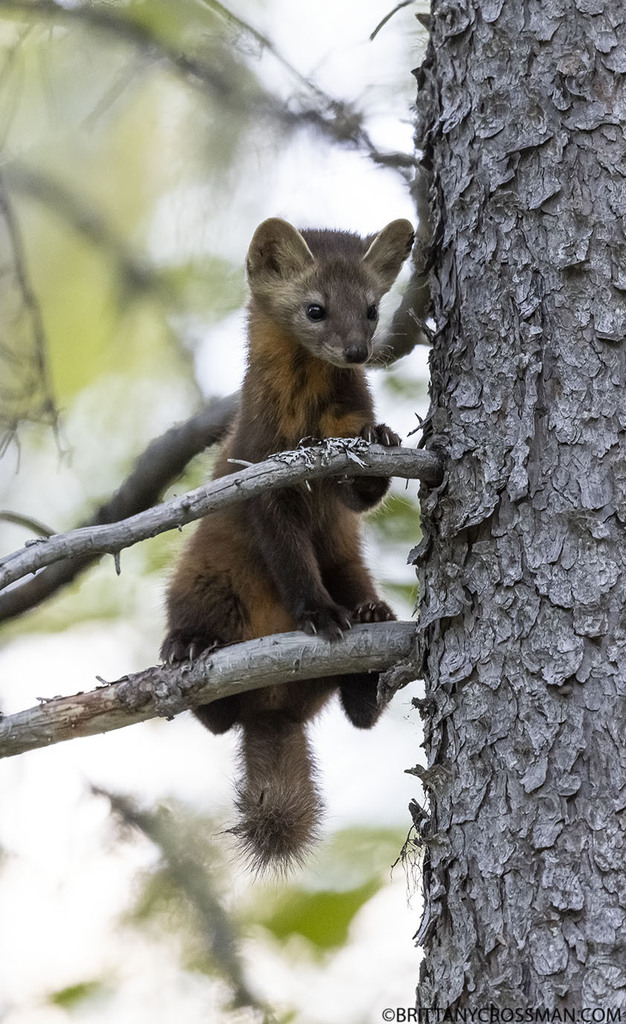 American Marten from Kent Rural District, NB, Canada on July 25, 2022 ...