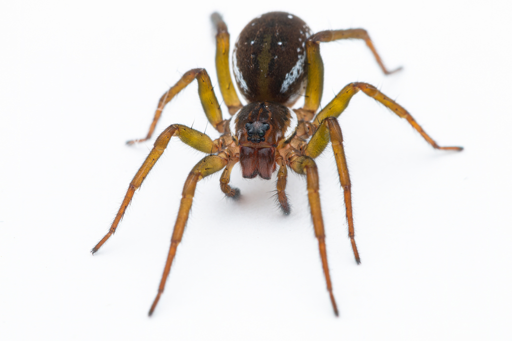 Pirate Otter Spider from 3460 Birkerød, Danmark on June 9, 2022 by ...