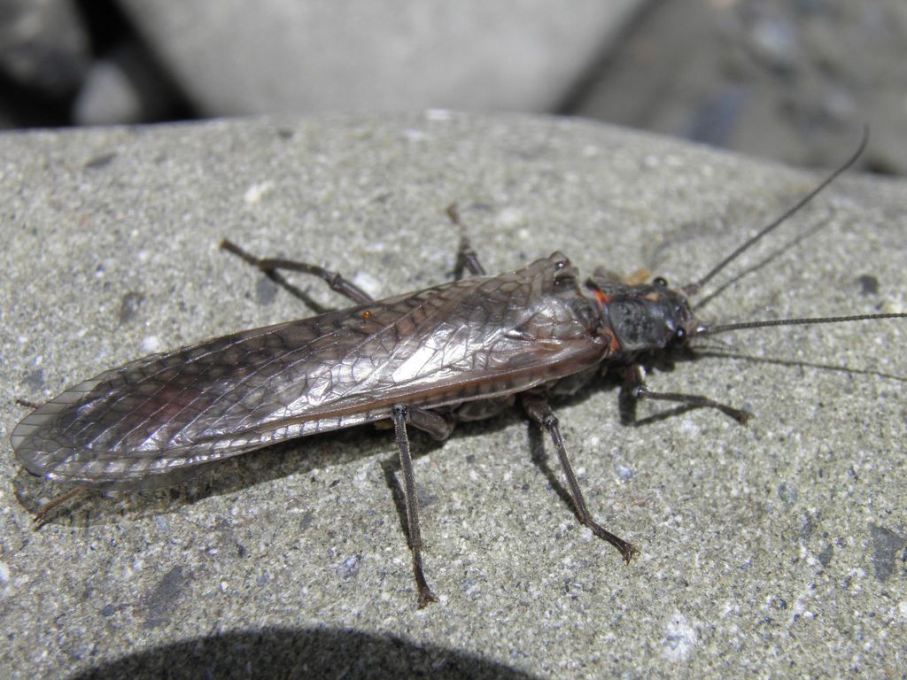 California Giant Stonefly from Swimmers Delight, Van Duzen River on ...