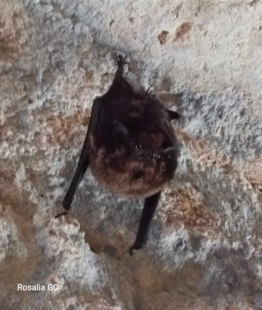 Greater Sac-winged Bat from 77793 Q.R., México on April 17, 2023 at 01: ...