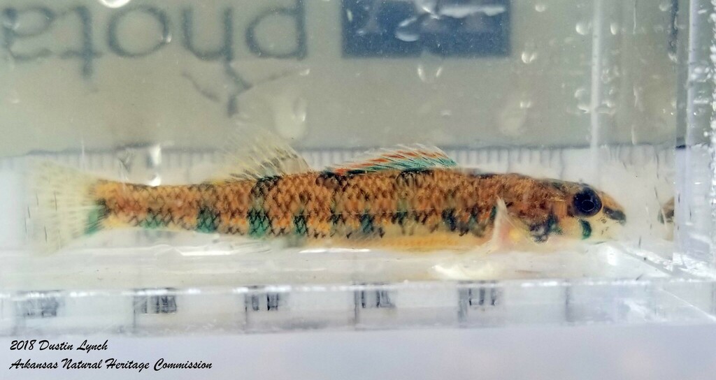 Speckled Darter from Little Missouri River downstream of Nubbin Hill ...