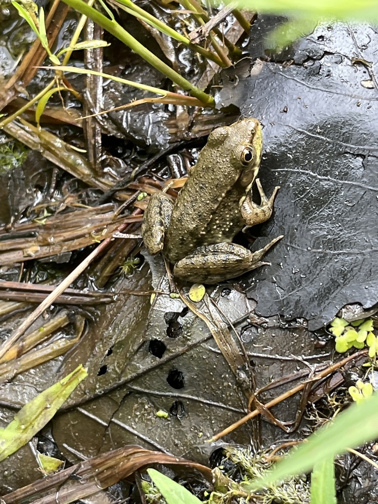 Green Frog from Big Creek Pkwy, Middleburg Heights, OH, US on July 20 ...