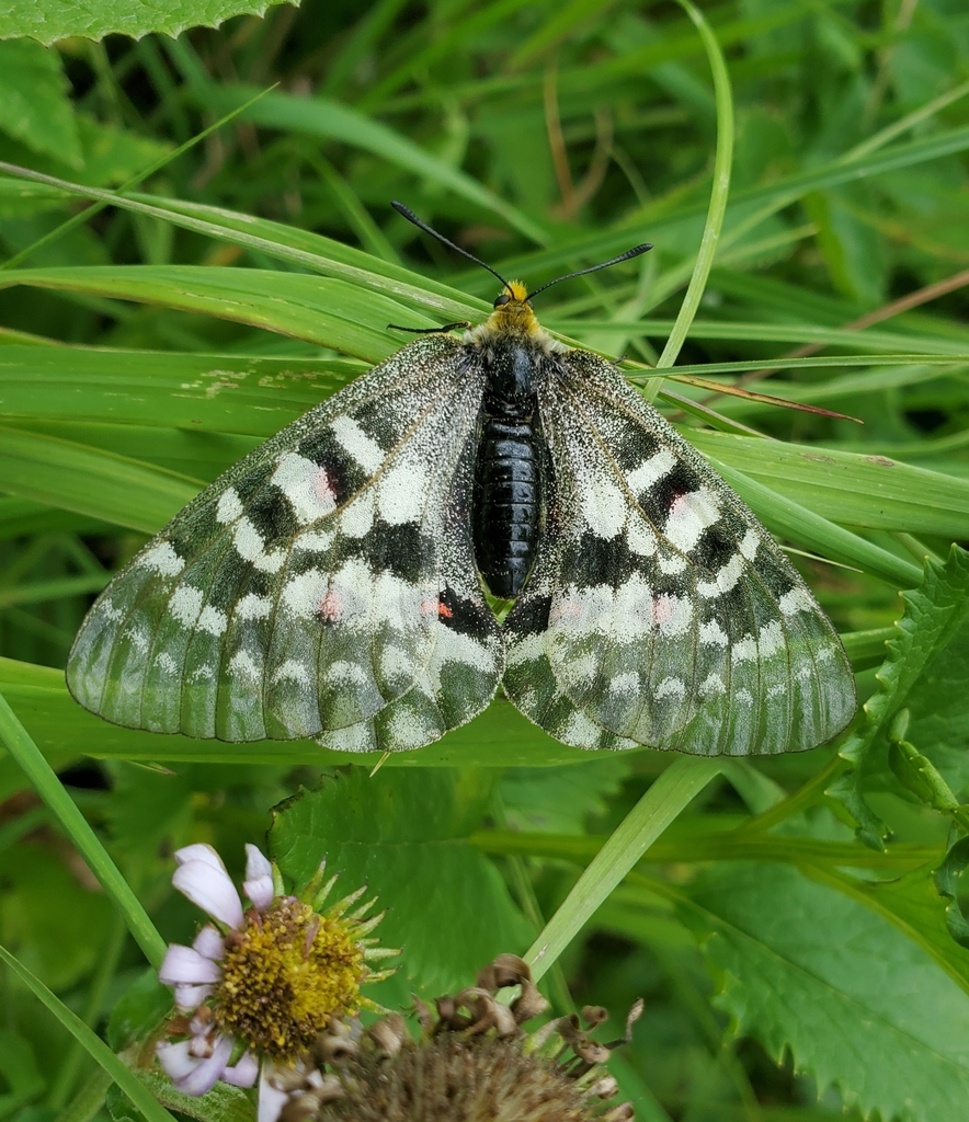 Clodius Parnassian from Heather Lake on July 24, 2023 at 01:13 PM by KJ ...