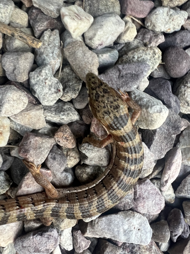 Arizona Alligator Lizard from Coronado National Forest, Hereford, AZ ...