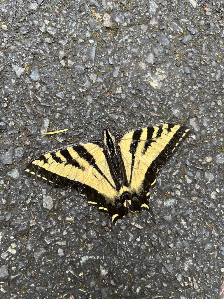 Western Tiger Swallowtail from Northwest Trek Wildlife Park, Eatonville ...