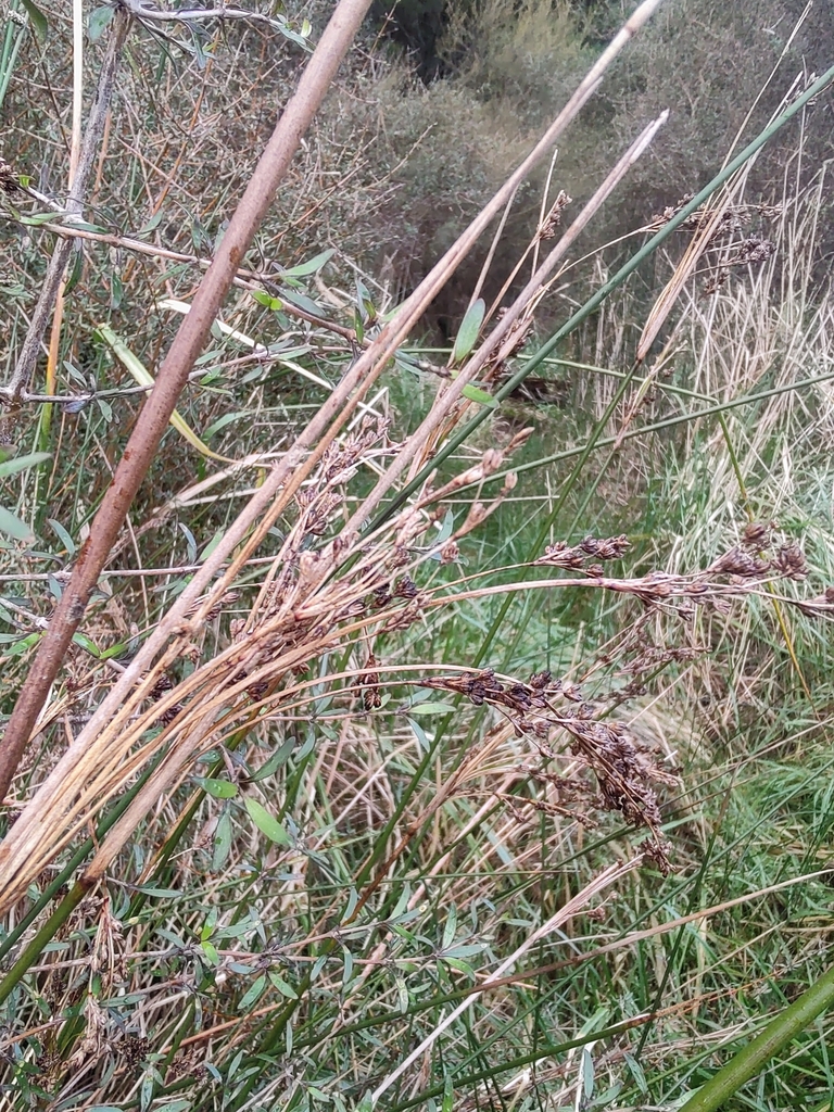 Great Soft-rush from Santoft, New Zealand on July 25, 2023 at 01:42 PM ...