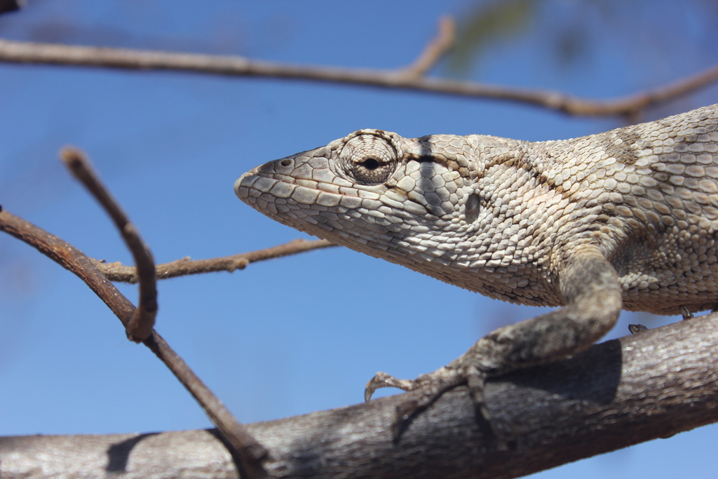 Brazilian Monkey Lizard on July 18, 2023 at 10:59 AM by Willian ...