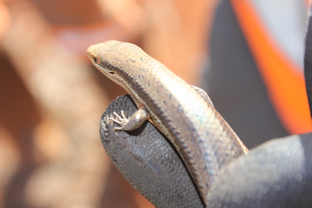 South American Spotted Skink on July 19, 2023 at 03:04 PM by Willian ...
