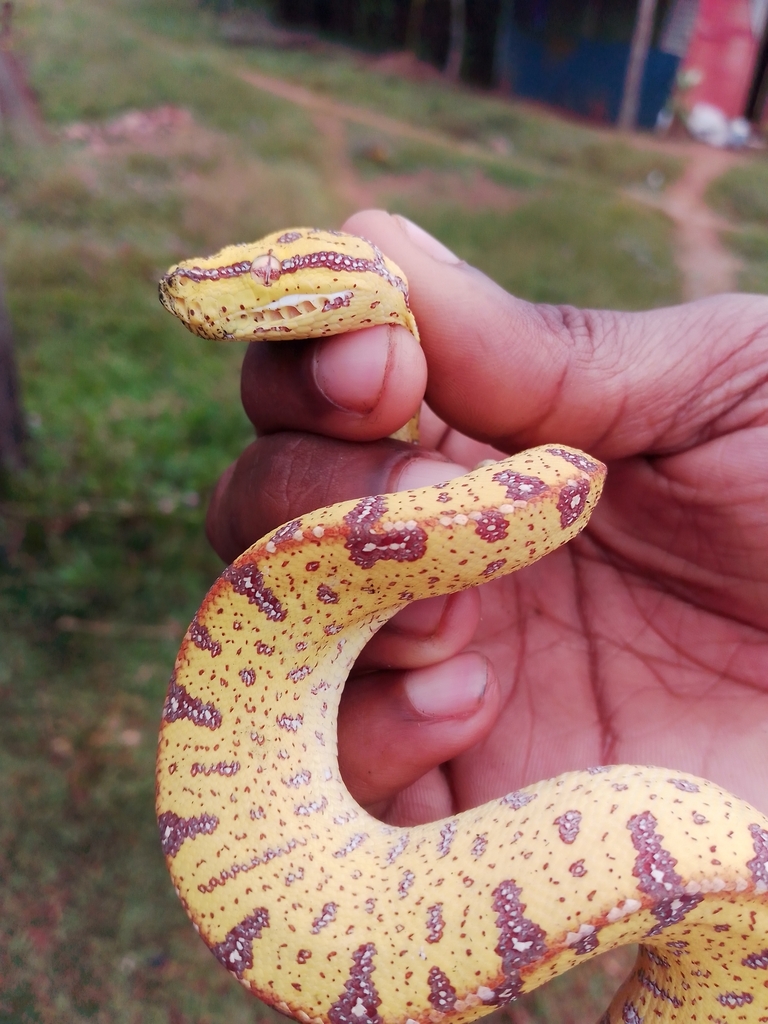 Southern Green Python from Kairuku-Hiri, PG-CE, PG on July 25, 2023 at ...