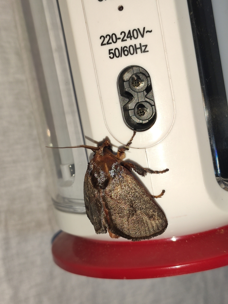 Phocoderma velutina from Bango, Chhattisgarh 495453, India on July 24 ...