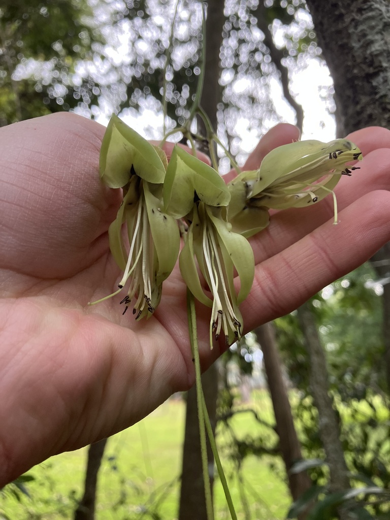 Burny Bean from Burpengary, QLD, AU on July 24, 2023 at 08:03 AM by ...