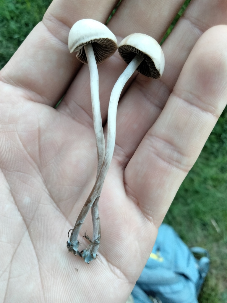 Banded Mottlegill from Davis, CA 95616, USA on July 24, 2023 at 07:58 ...