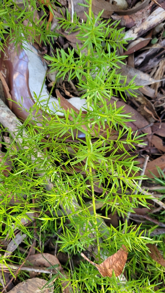 African Asparagus from Kincumber NSW 2251, Australia on July 25, 2023 ...