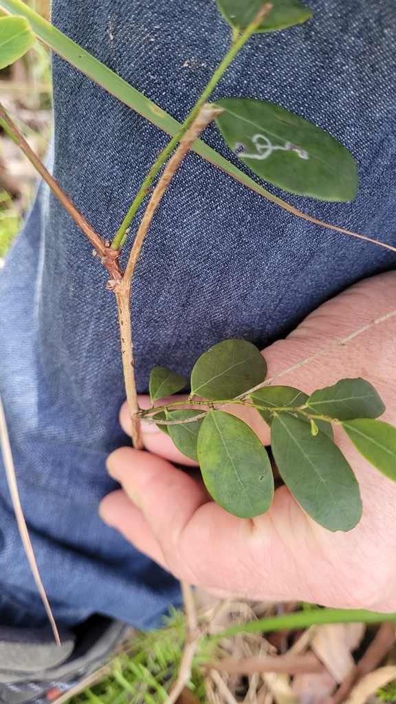 coffee bush from Kincumber NSW 2251, Australia on July 25, 2023 at 02: ...