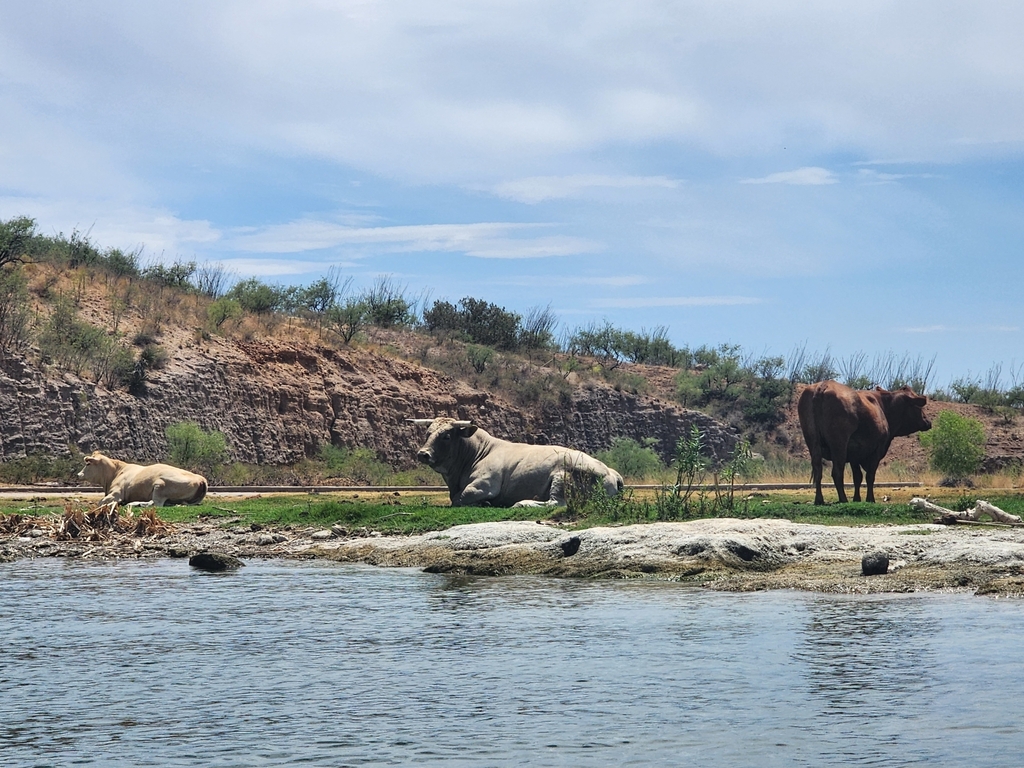 Domestic Cattle from Santa Cruz County, AZ, USA on July 16, 2023 at 01: ...