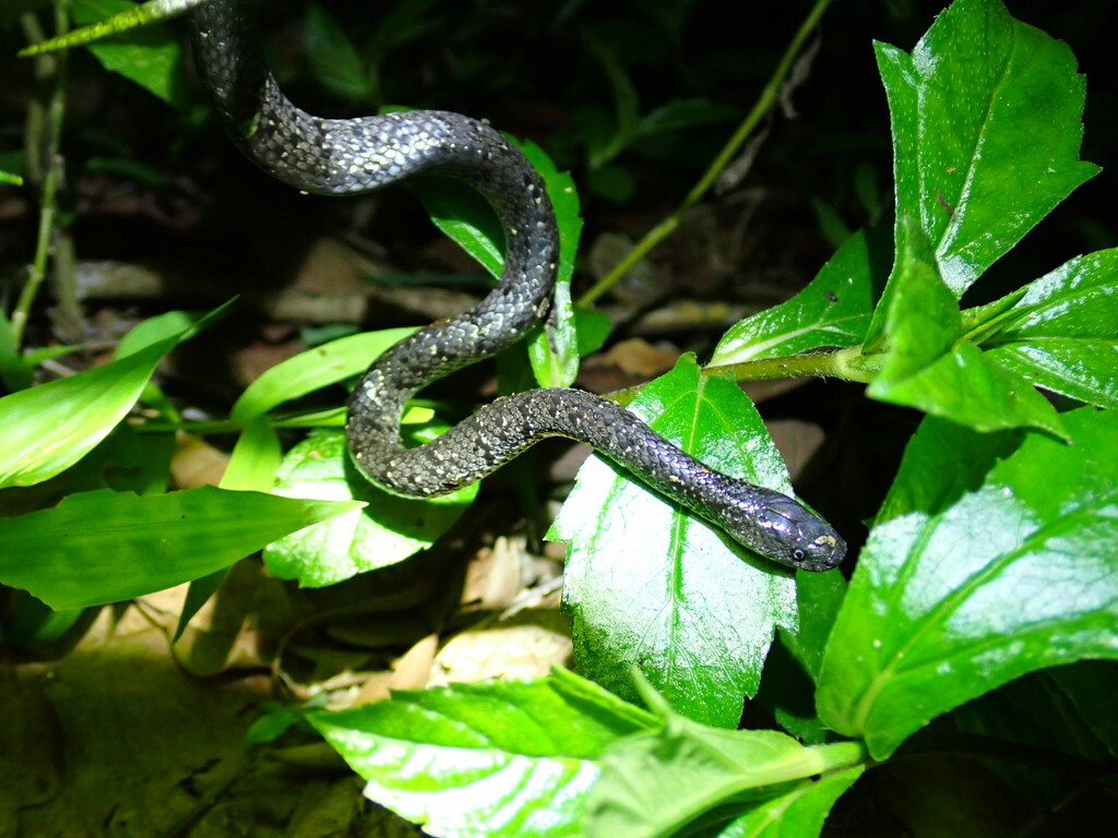 White-spotted slug snake from 香港油柑頭村 on June 29, 2023 at 09:13 PM by ...