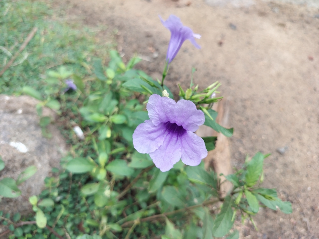 popping pod from Vellore on July 25, 2023 at 10:24 AM by Navin Rajan ...