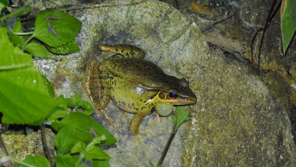 Guenther's Frog from Sai Kung, Hong Kong on July 22, 2023 at 09:17 PM ...