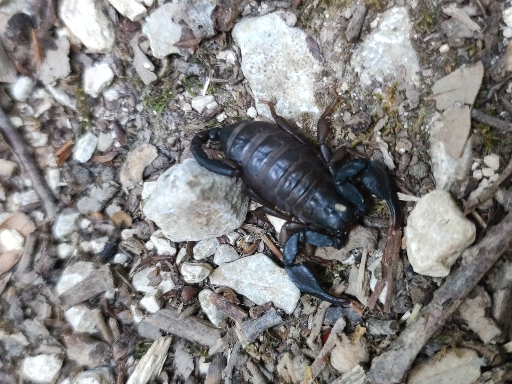 Italian scorpion from Rovinj, HR-IS, HR on July 17, 2023 at 06:50 PM by ...