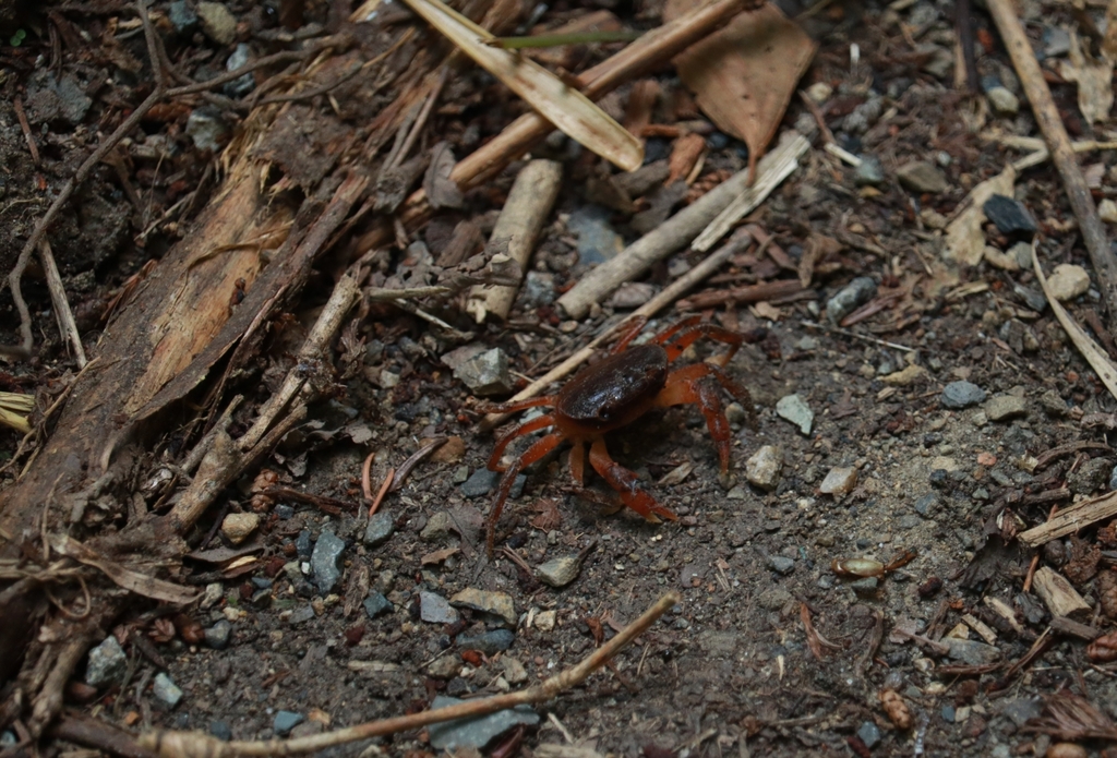 Japanese Freshwater Crab from Hozucho, Kameoka, Kyoto 621-0005, Japan ...