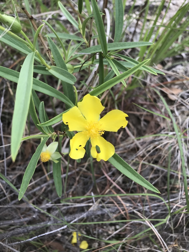 Hibbertia longifolia from Dinden State Forest, , QLD, AU on January 5 ...