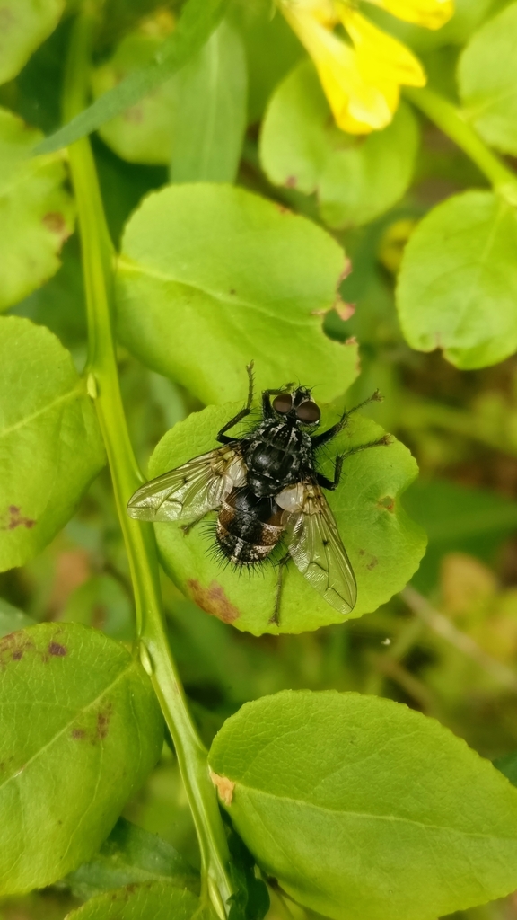Trixa conspersa from Repovesi on July 24, 2023 at 11:30 AM by Mira ...
