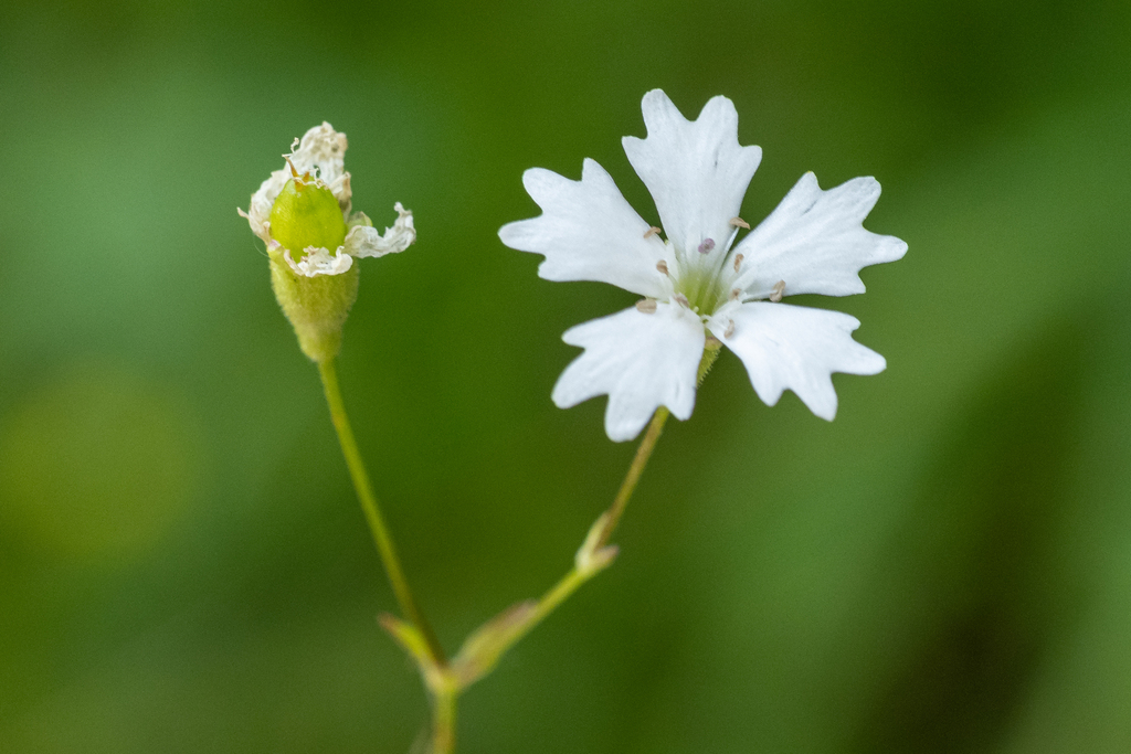 alpine campion from Bruck-Mürzzuschlag, Österreich on July 23, 2023 at ...