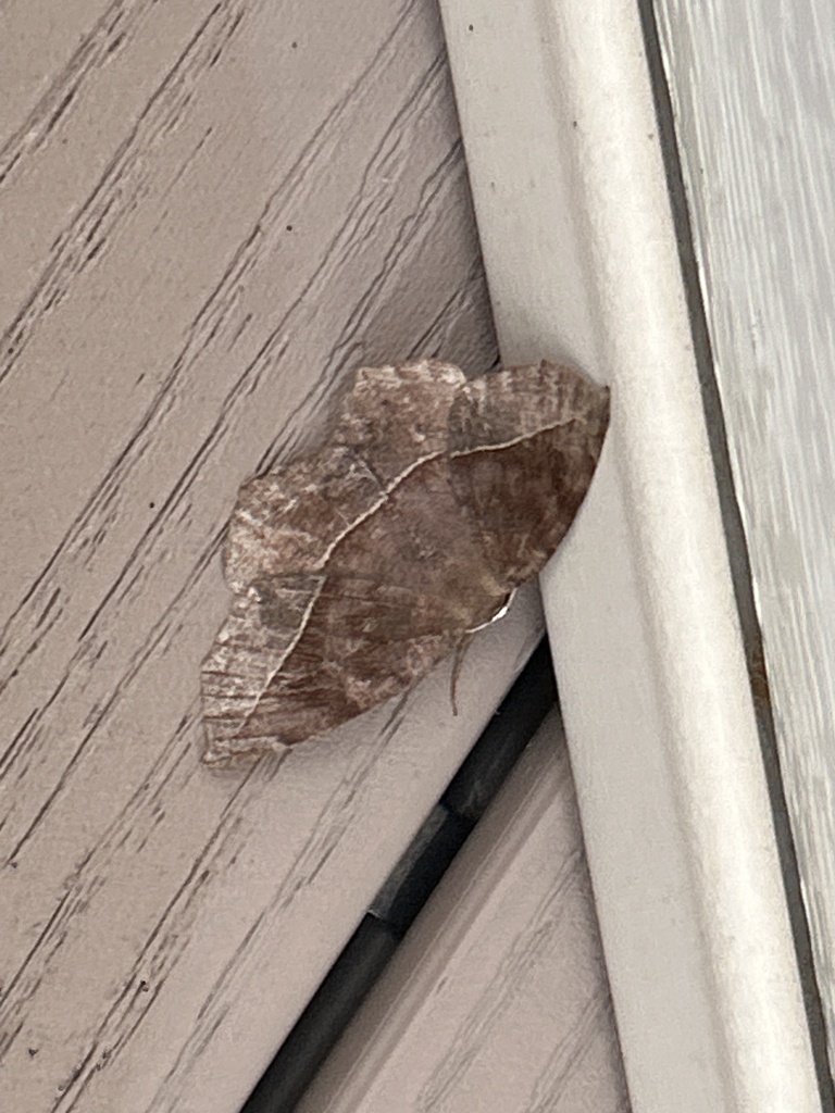 Curved-toothed Geometer Moth from Thornbrook Rd, Ellicott City, MD, US ...
